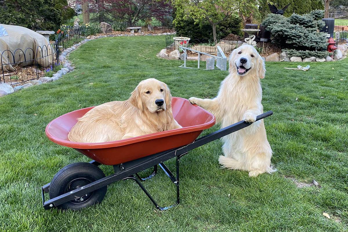 Meet Digger and Fetch - PawsInTheGarden